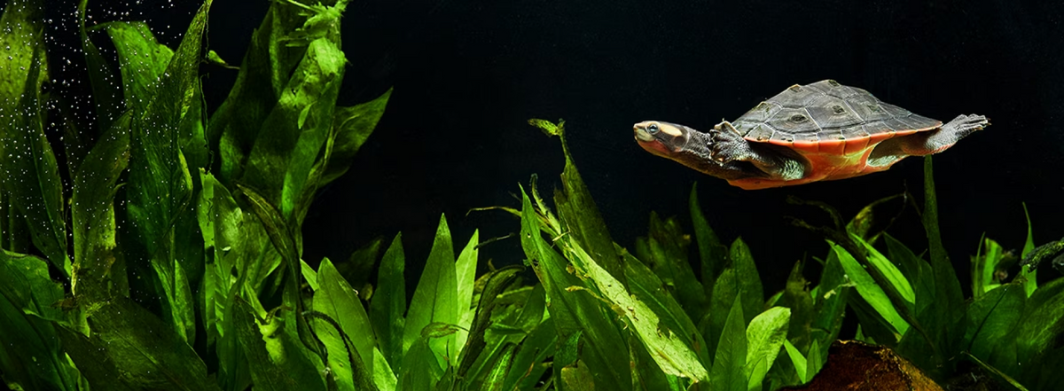 How to Create Smart Turtle Habitat: Use Smart Accessories for Optimal Care